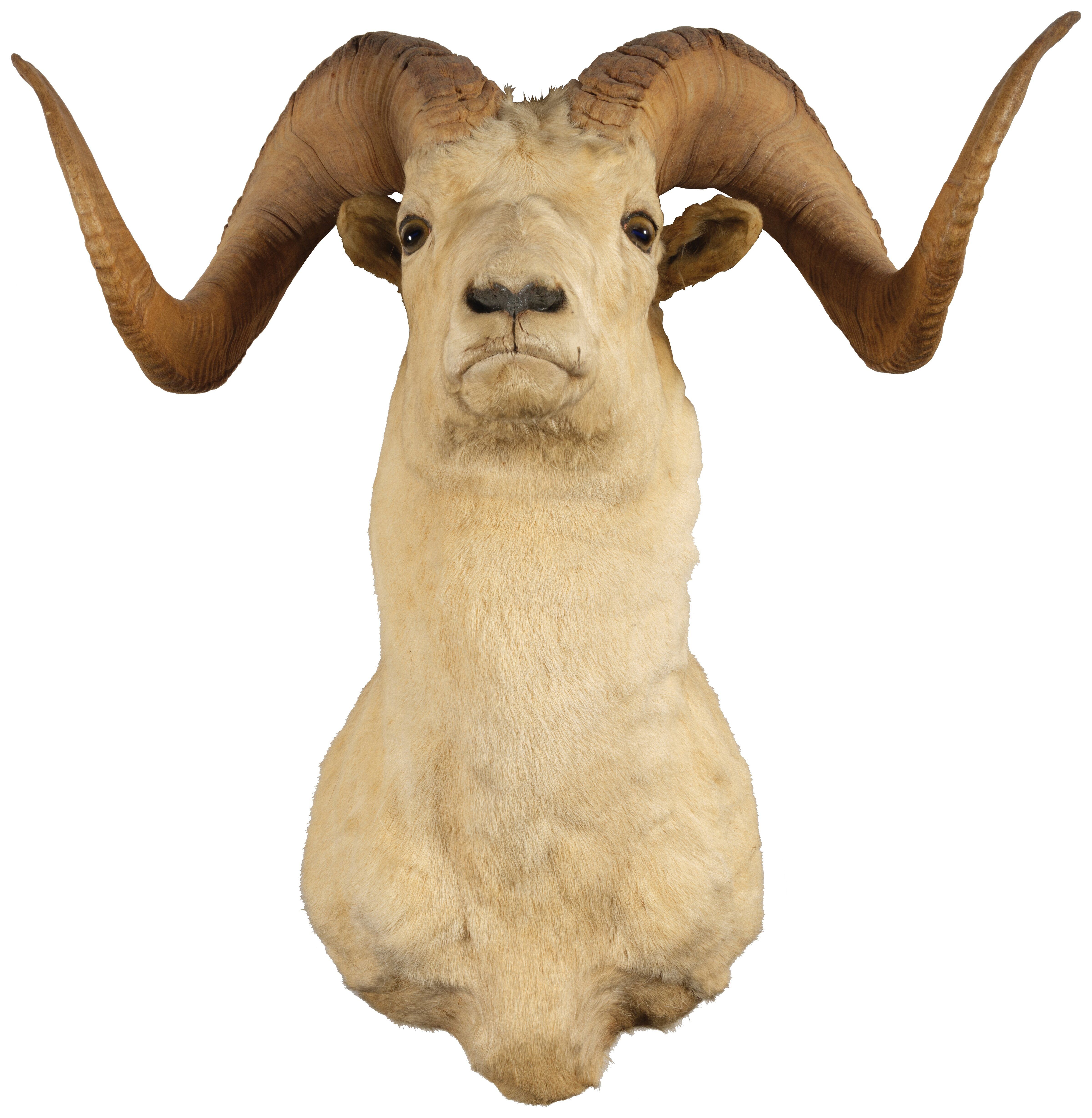 Dall Sheep Shoulder Mount | Rock Island Auction
