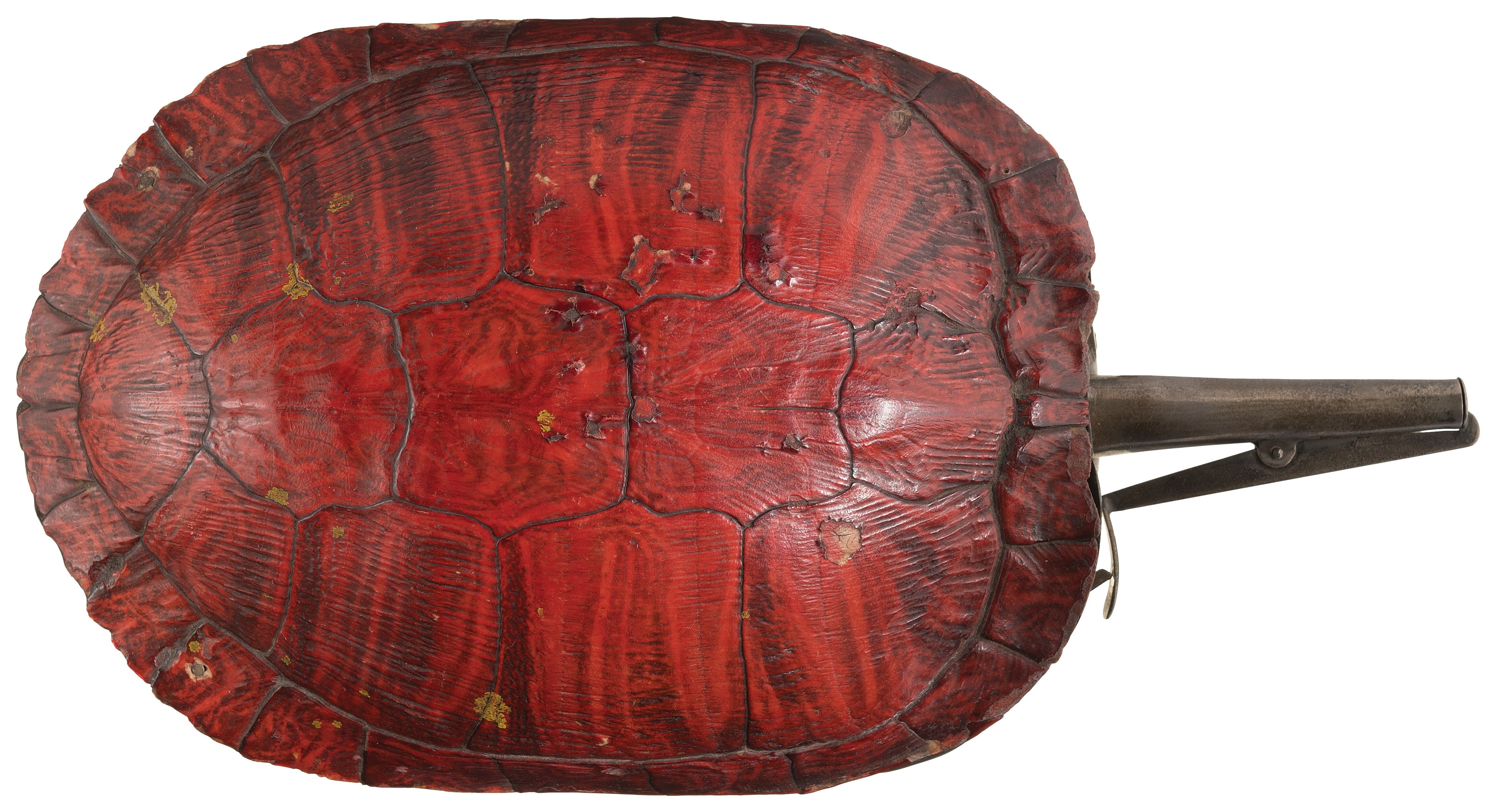Antique Silver Mounted Red Turtle Shell Powder Flask | Rock Island Auction