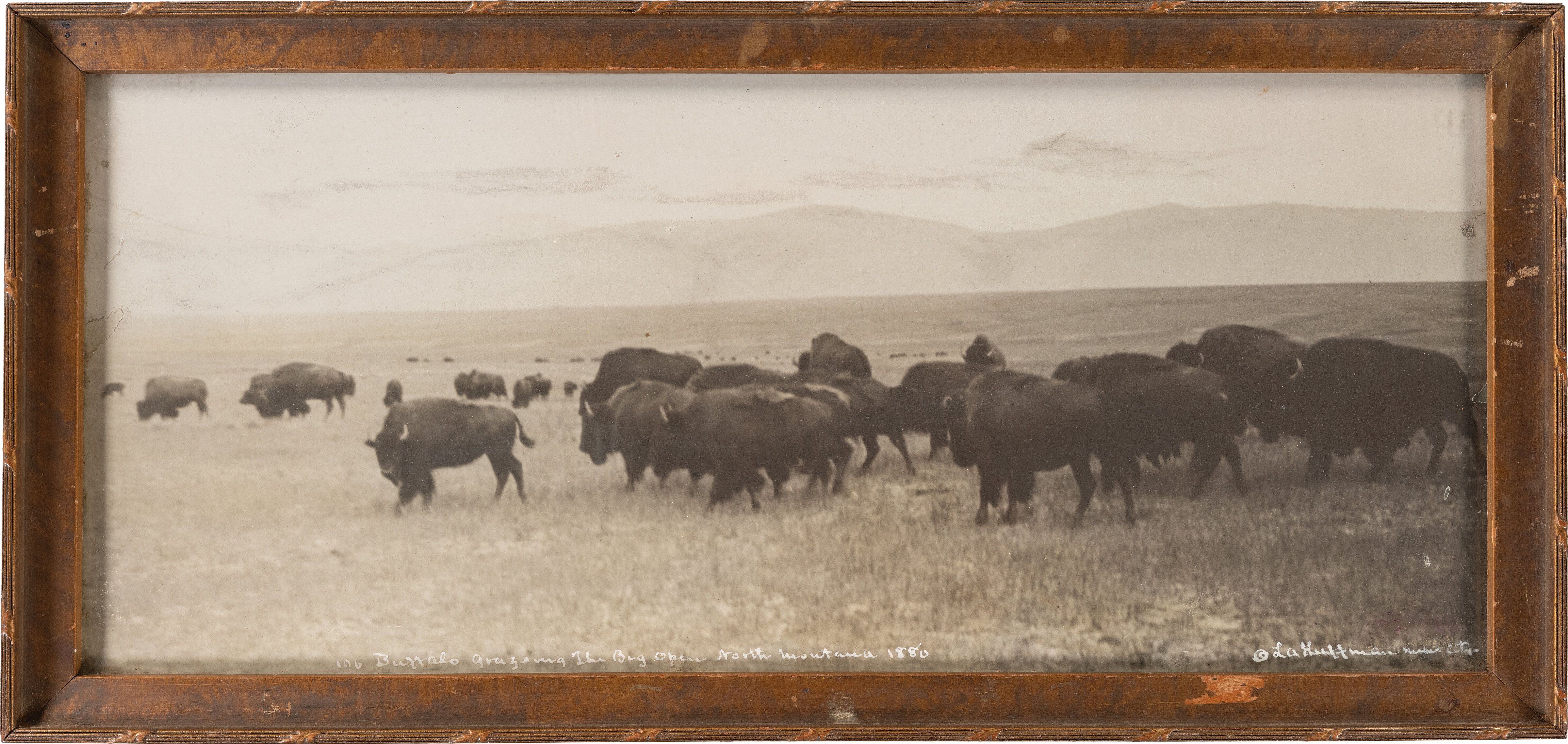Framed "Buffalo Grazing in The Big Open" by L. A. Huffman | Rock Island ...