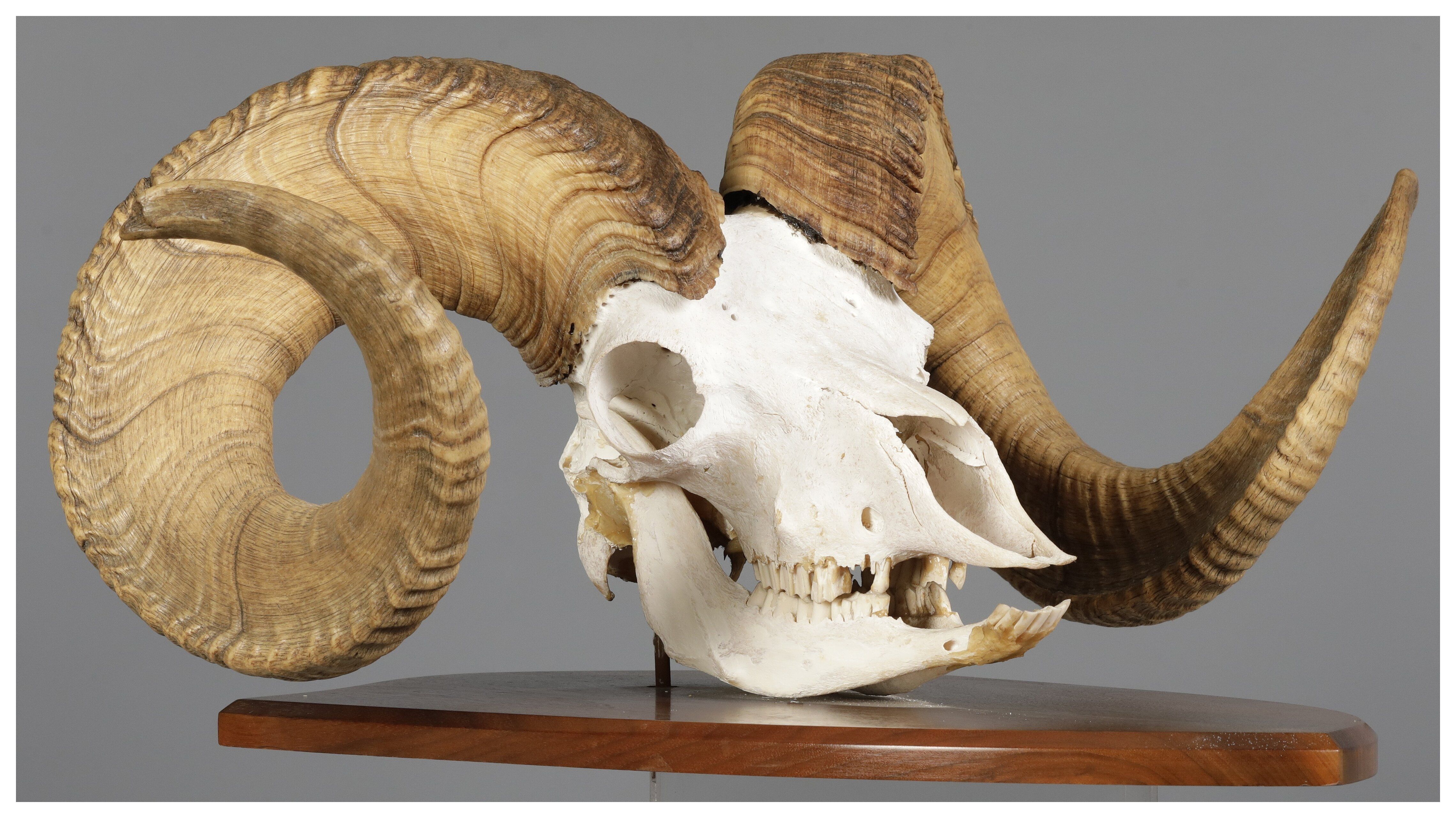 Group of Hunting Trophies | Rock Island Auction