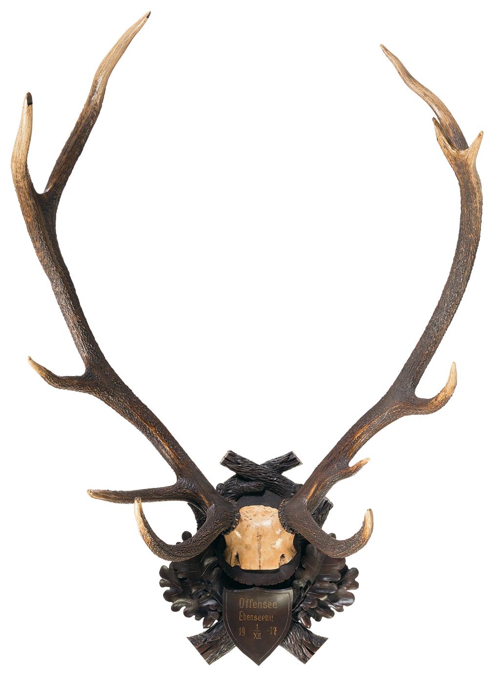 Historic Red Stag Eleven Point European Cap Wall Mount with Worl | Rock ...