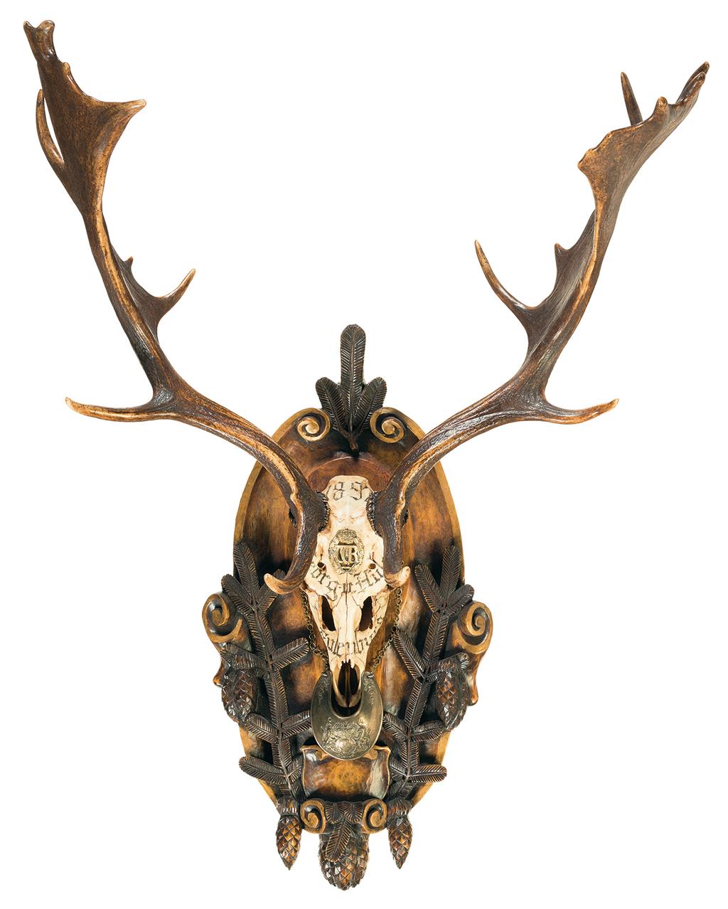 Excellent Fallow Deer European Skull Mount, Hunting Trophy of Co | Rock ...