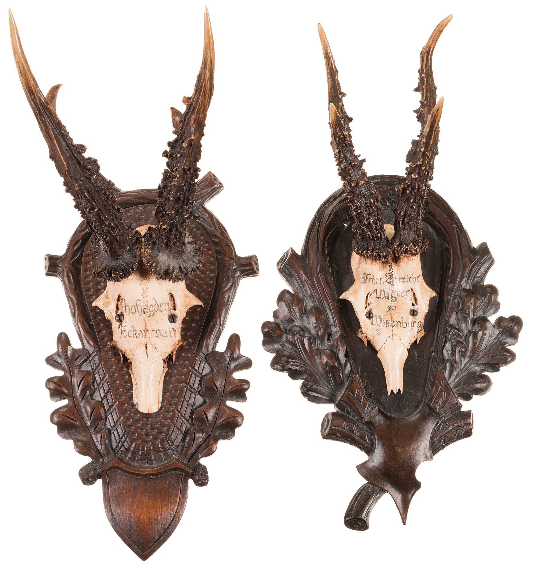 Two Roe Deer Half-Skull European Mounts, One from an Eckartsau | Rock ...