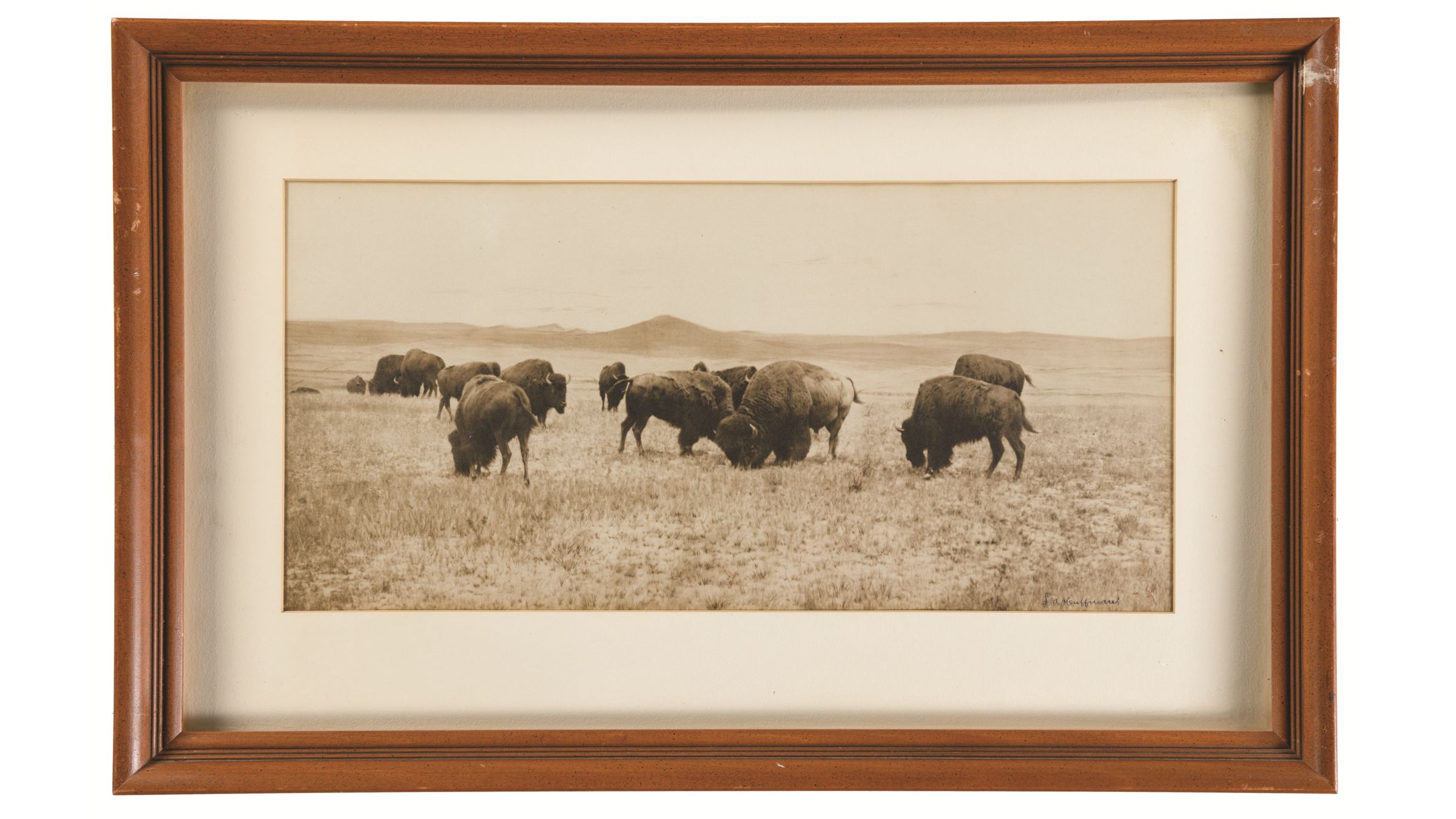 Framed Print of Buffalo Grazing by L.A. Huffman | Rock Island Auction